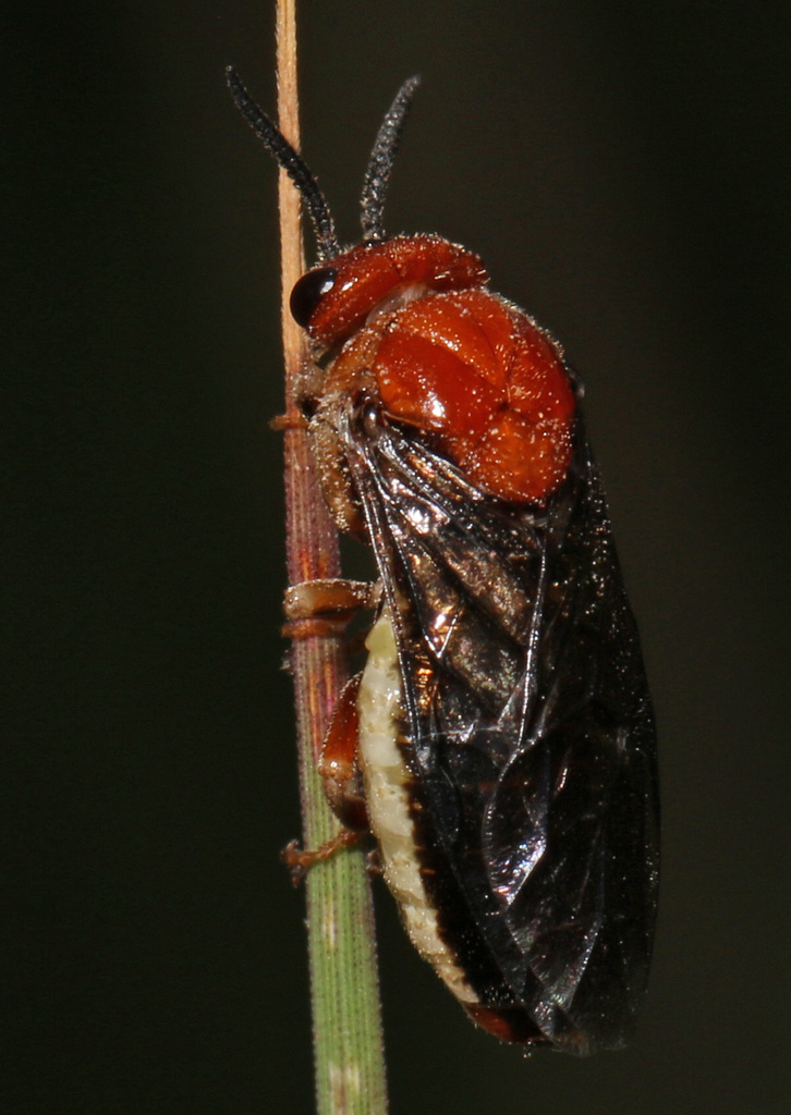 Red-headed Pine Sawfly (Wasps, Bees, and Ants of the Richmond, Henrico, and Chesterfield area ...