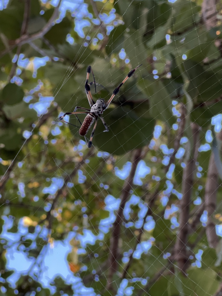 Golden Silk Spider from Hugh Taylor Birch State Park, Fort Lauderdale ...