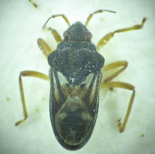 Hebrus pilipes · iNaturalist