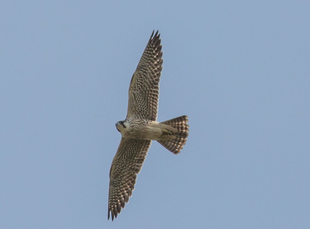 Peregrine Falcon from Leninskiy Rayon, Barnaul, Altai Krai, Russia on ...