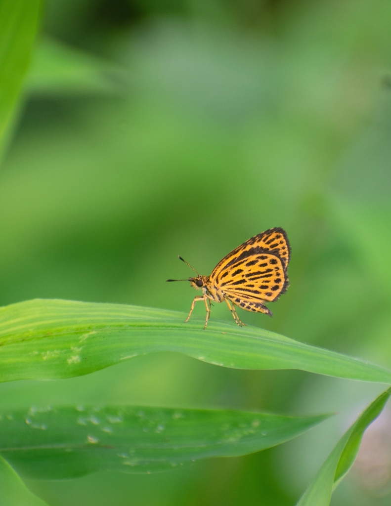 Tiger Hopper from Namdapha National Park & Tiger Reserve on October 3 ...