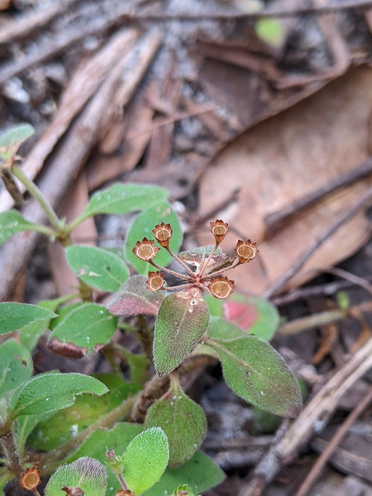 pomax from Fraser Island (K'gari) QLD 4581, Australia on October 1, 2022 at 04:15 PM by Luke ...