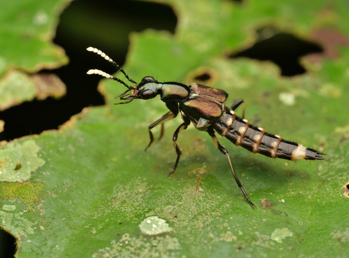 Genus Leucitus · iNaturalist United Kingdom