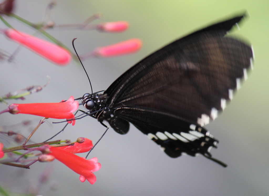 Common Mormon Swallowtail from Baiyun, Guangzhou, Guangdong Province ...