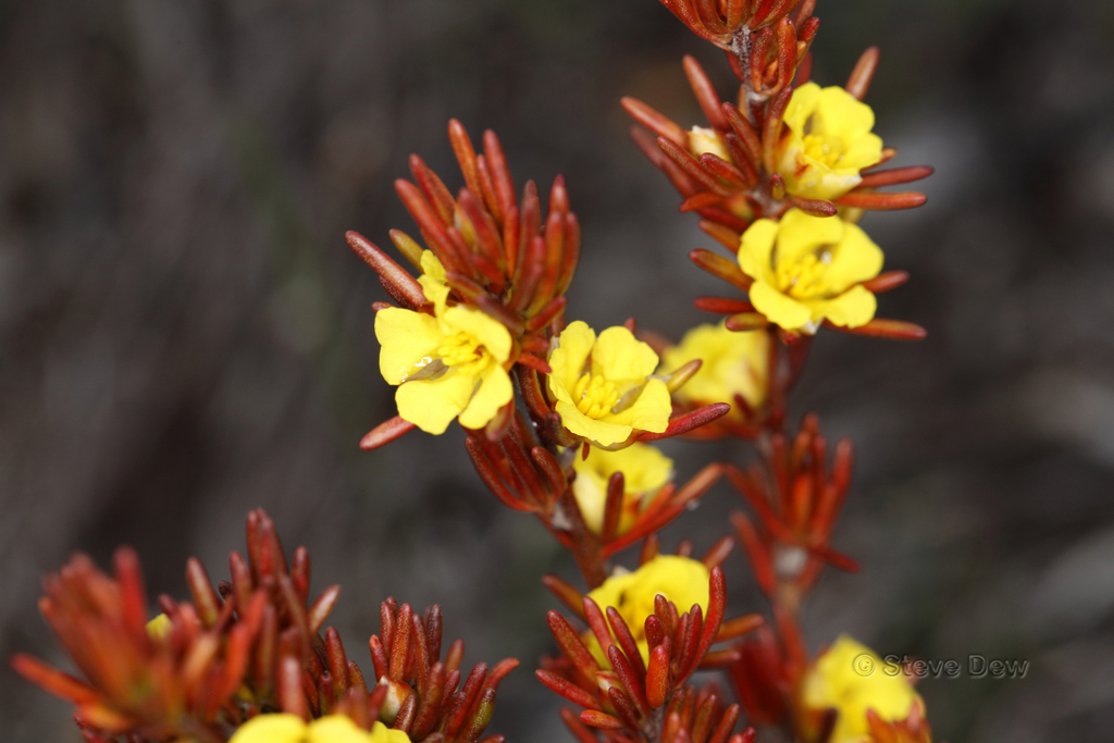 guinea-flowers from Ravensthorpe, Western Australia, Australia on 28 ...