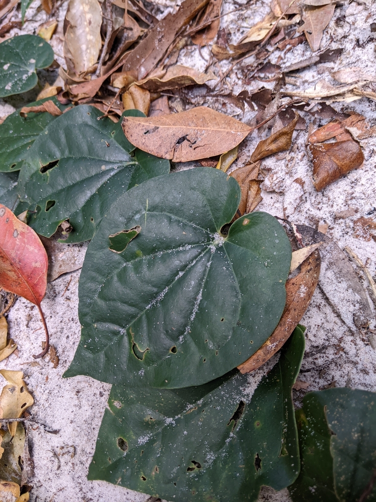 Australian Pepper Vine from Fraser Island (K'gari) QLD 4581, Australia on October 1, 2022 at 04: ...