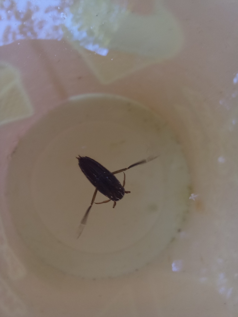 Milky Backswimmers from Eden, ZA-WC, ZA on January 08, 2022 at 11:44 AM ...