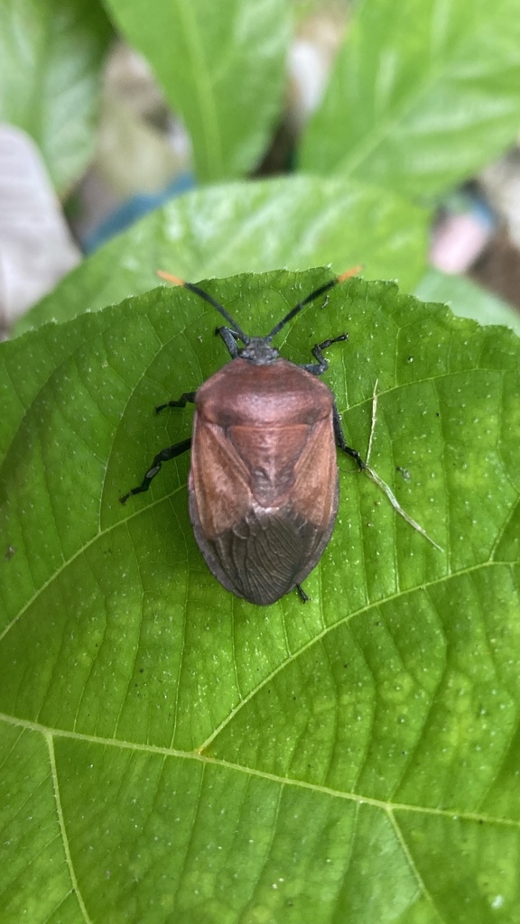 Cyclopelta from Kodungallur, Thrissur, KL, IN on October 06, 2022 at 05 ...