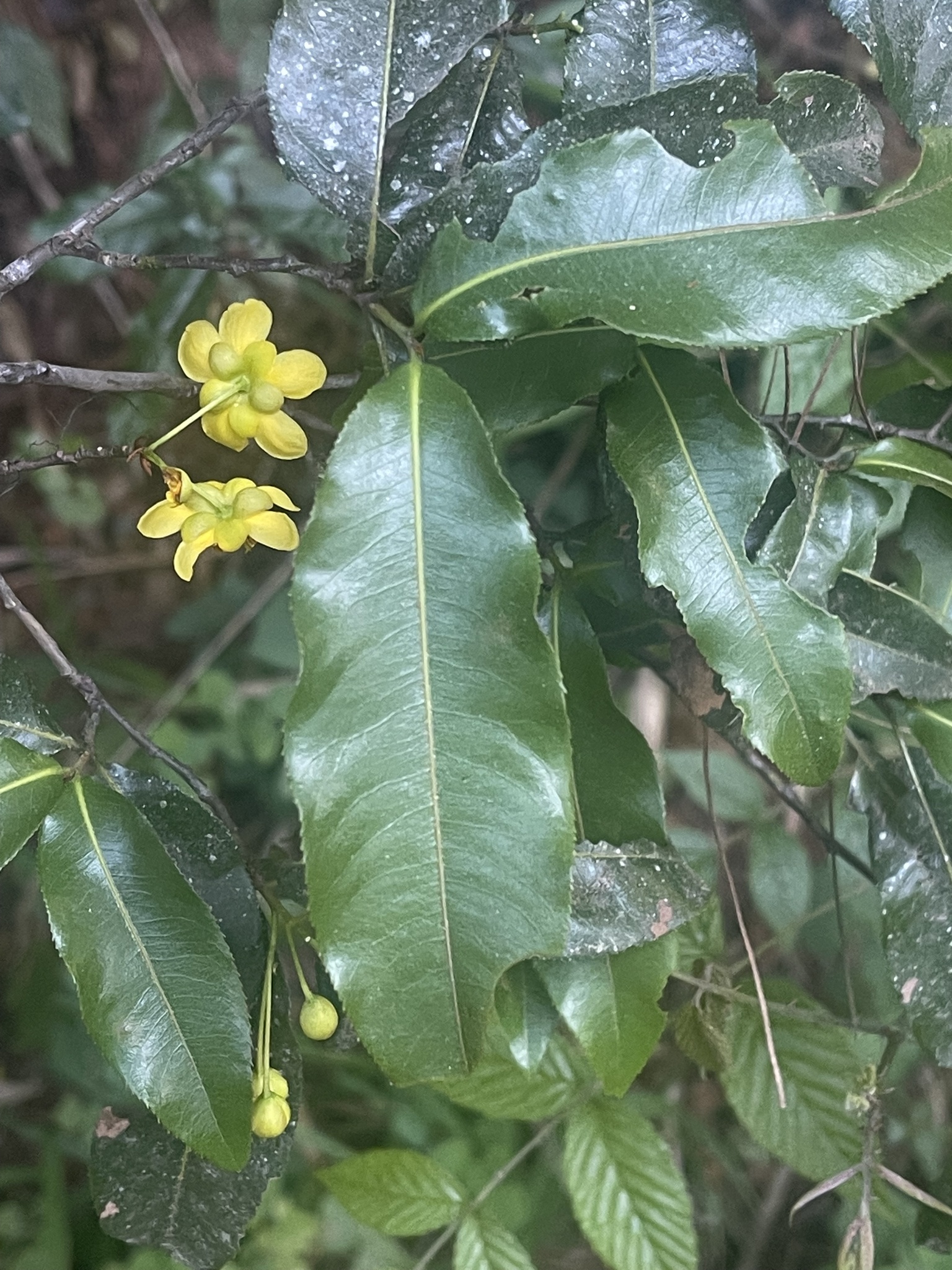 Ochna arborea Burch. ex DC.