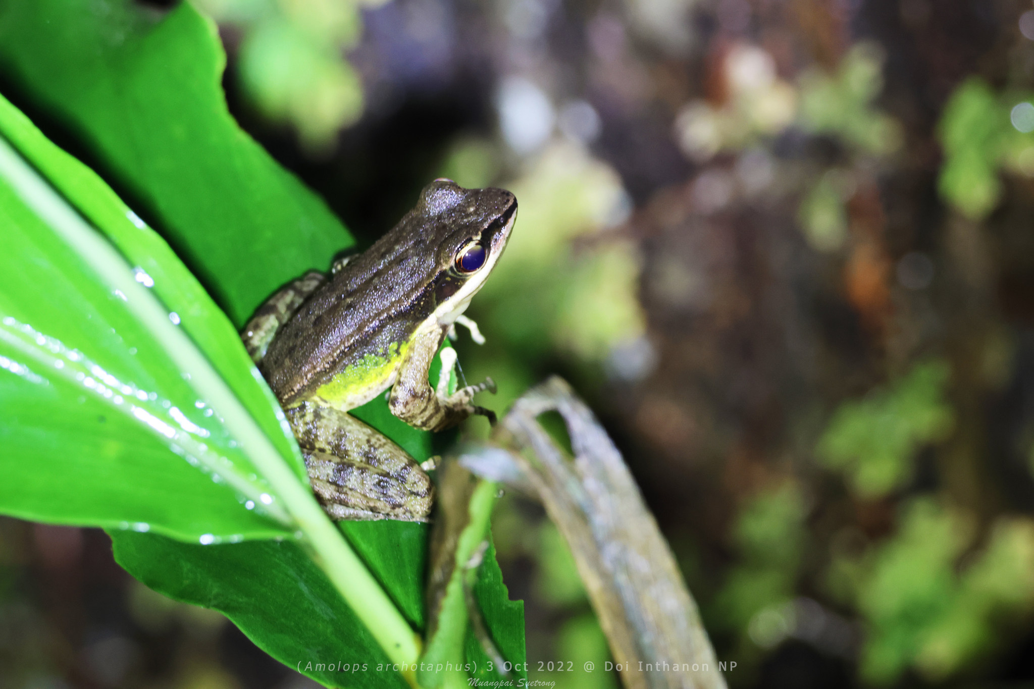 Amolops archotaphus (Inger & Chan-ard, 1997)