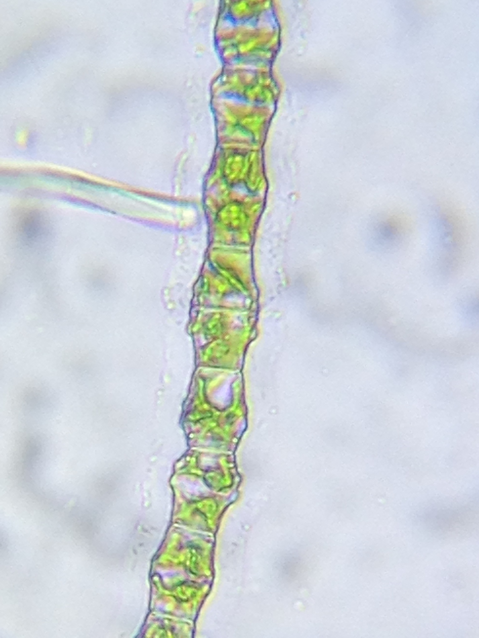 Bambusina Kützing ex Kützing, 1849