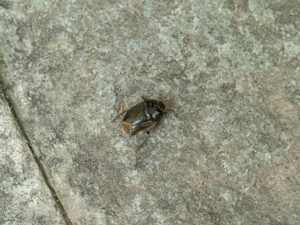 Macroscytus fraterculus from peking university on October 6, 2022 at 04 ...