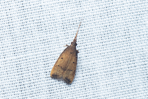 Observations by jacky2 · iNaturalist