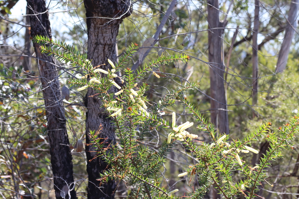 Spike Wattle from Faulconbridge Ridge Trail, Blue Mountains Nat'l Park ...