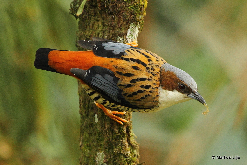 Himalayan Cutia (Cutia nipalensis) - Avian Discovery