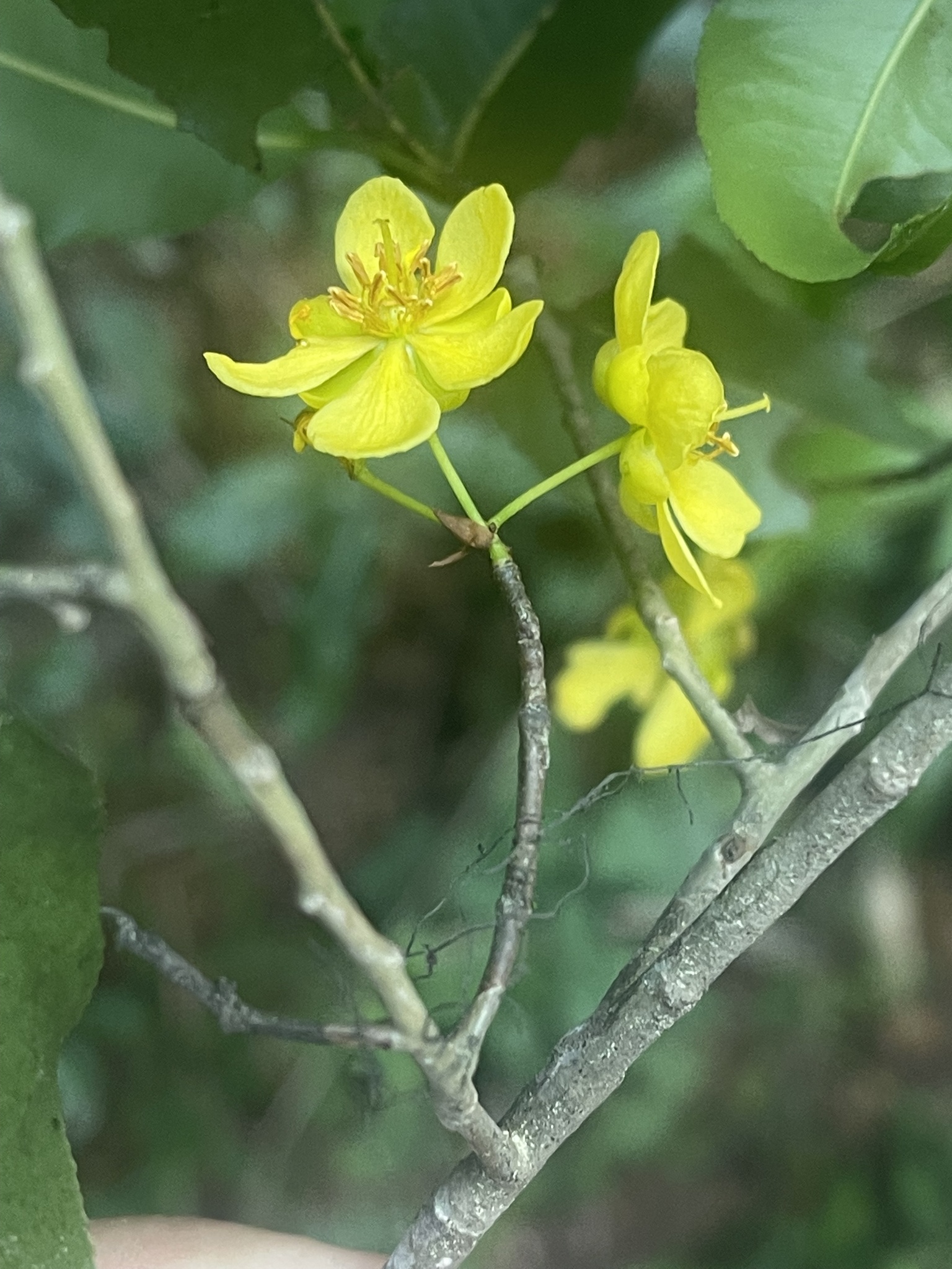 Ochna arborea Burch. ex DC.