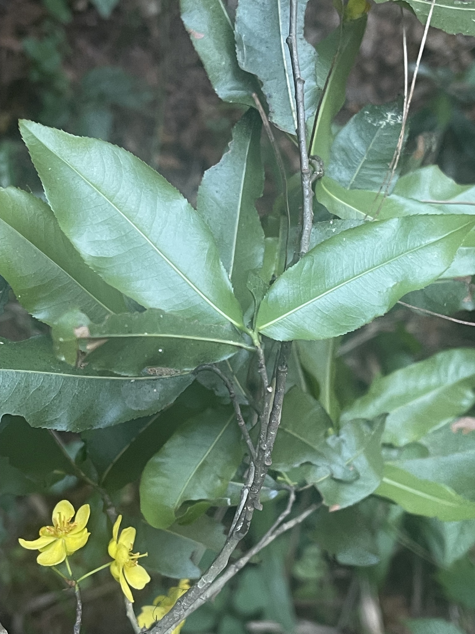 Ochna arborea Burch. ex DC.