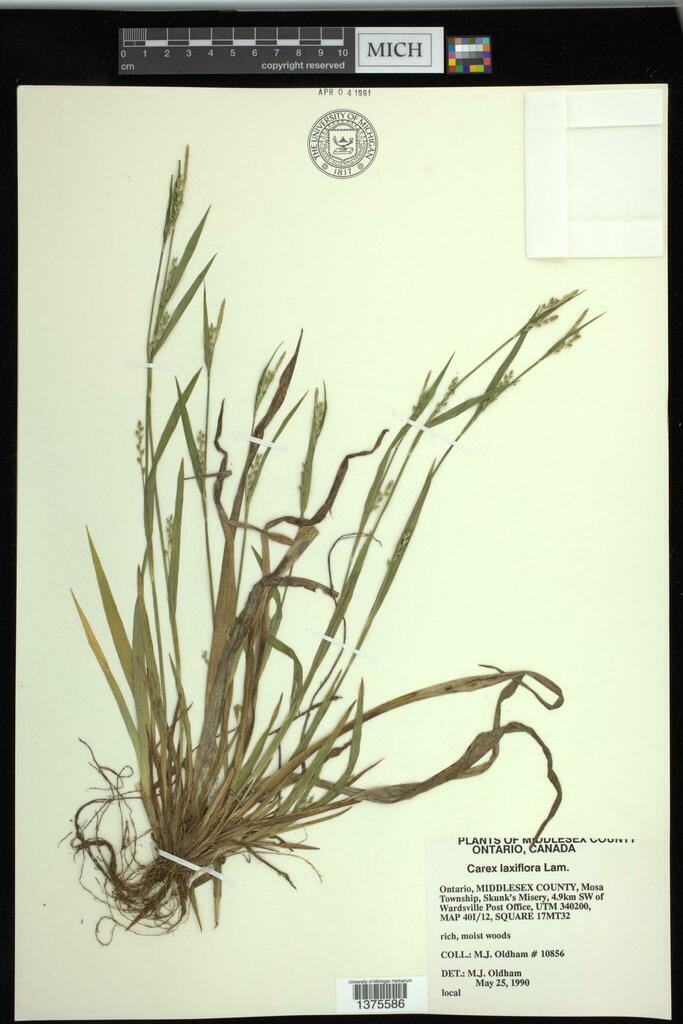loose-flowered sedge from Canada, Ontario, MIDDLESEX County, Skunk's ...