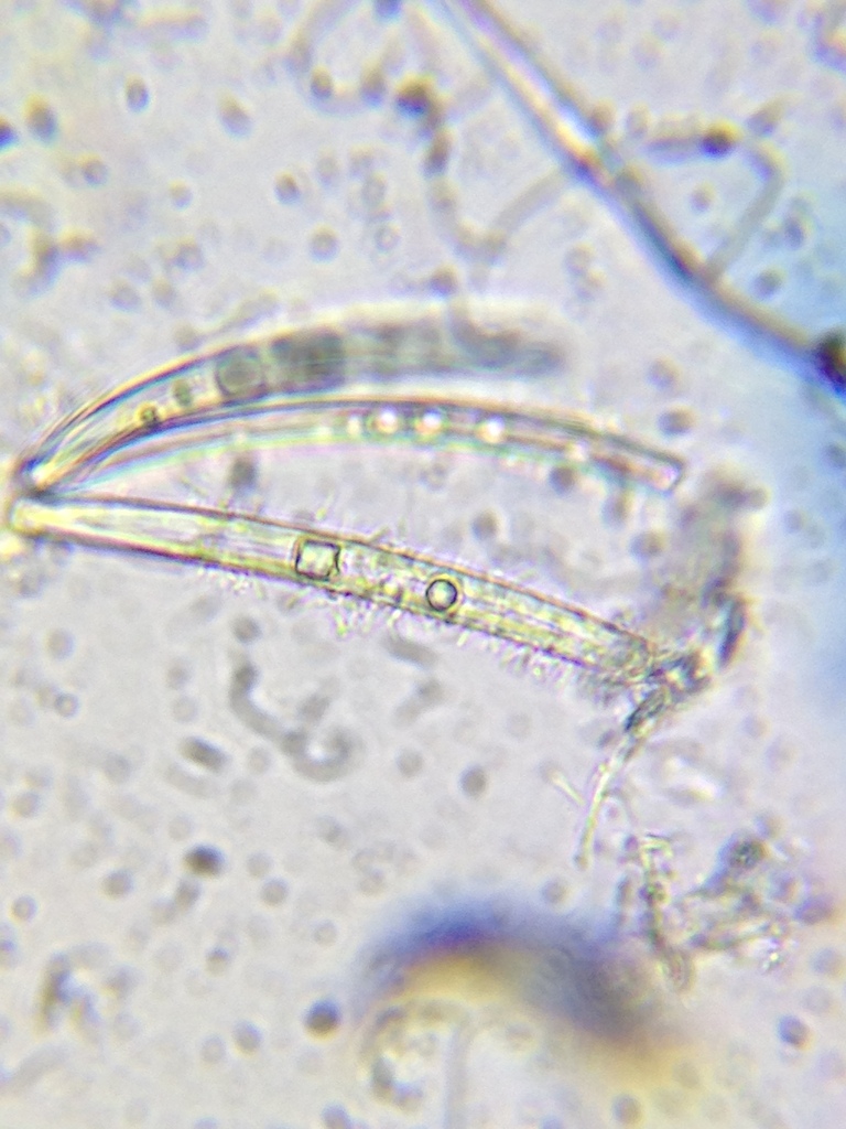 Chamaesiphon from Comox-Strathcona, British Columbia, Canada on ...