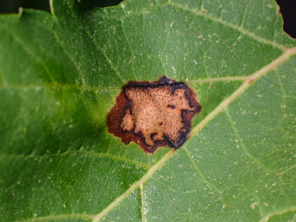 Phyllosticta saccharina from Bentonville, AR, USA on 05 October, 2022 ...