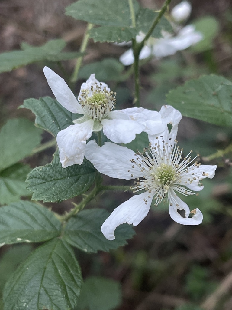 Pennsylvania Blackberry from Forest Drive, Tzaneen, LP, ZA on October 2 ...