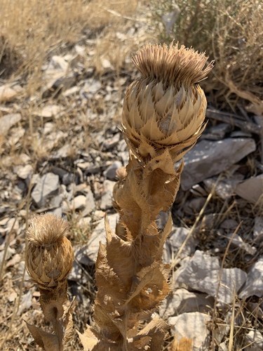 Cousinia odontolepis · iNaturalist