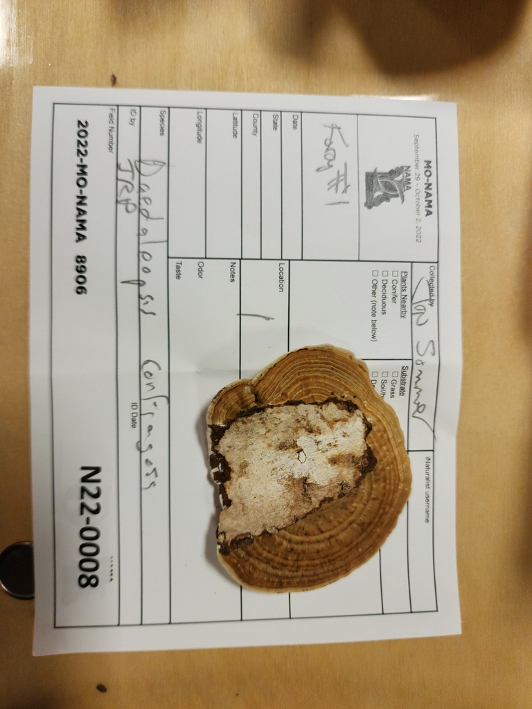 Thin-walled Maze Polypore from Washington County, MO, USA on September ...