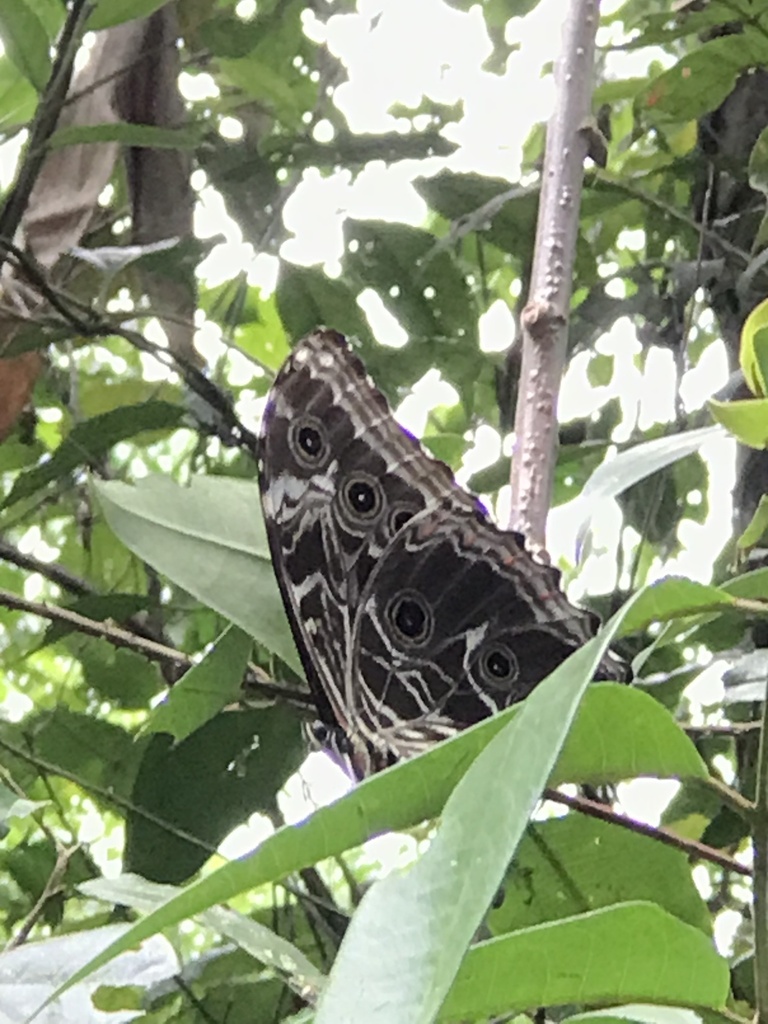 Scarce Morpho from Parauapebas, PA, BR on September 17, 2022 at 11:07 ...
