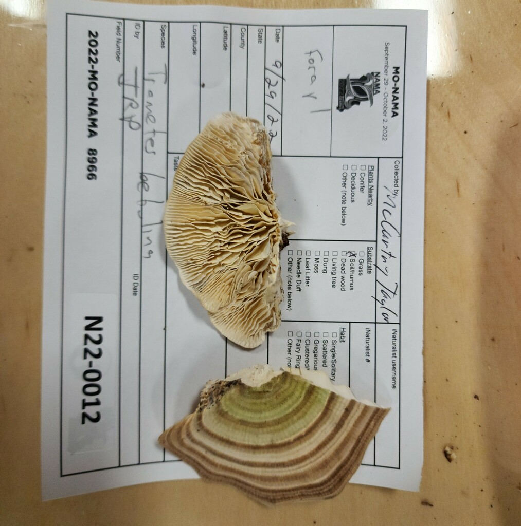 Gilled Polypore from Washington, Missouri, United States on September ...