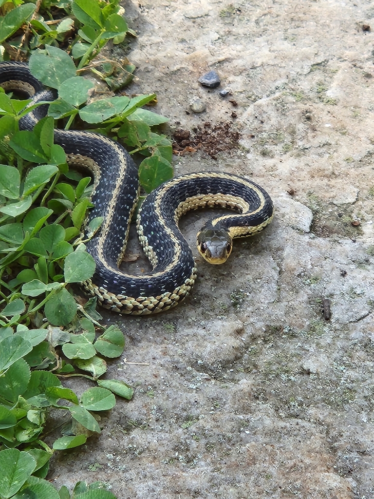 Common Garter Snake from Sainte-Martine, QC, Canada on October 04, 2022 ...
