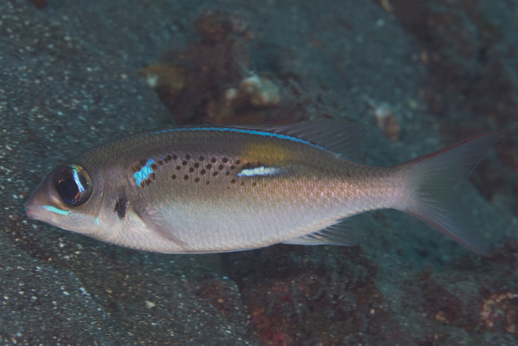 Oblique-bar Monocle Bream (Scolopsis xenochrous) - Marine Life ...