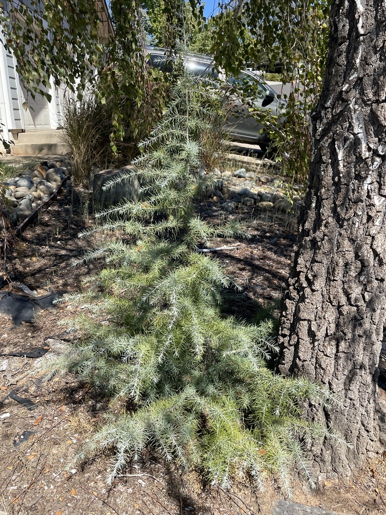 Deodar cedar from Cimmaron Cir, Folsom, CA, US on September 27, 2022 at ...