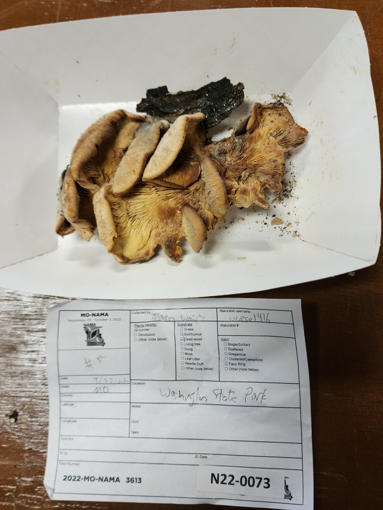 bear lentinus from 13041 MO-104, De Soto, MO 63020, USA on September 30 ...