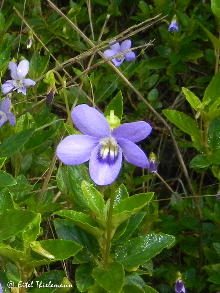 Viola portalesia from Concepcion, Bío Bío, Chile on October 1, 2022 at ...