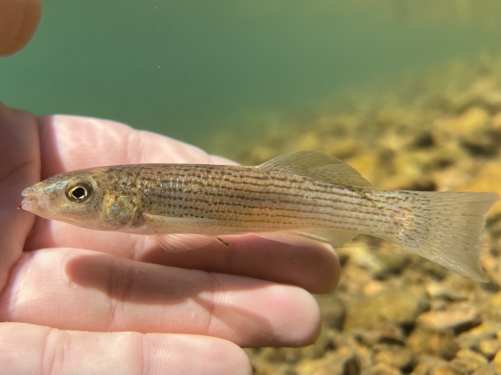 Northern Studfish (Fundulus catenatus) - Marine Life Identification
