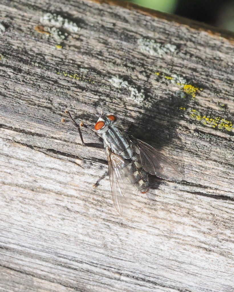 Red-tailed Flesh Fly from Schmelz, Wien, Österreich on October 6, 2022 ...