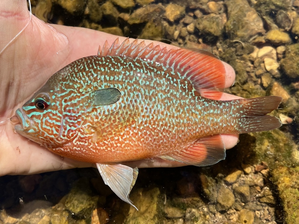 Longear Sunfish Complex (Lepomis megalotis) - Marine Life Identification