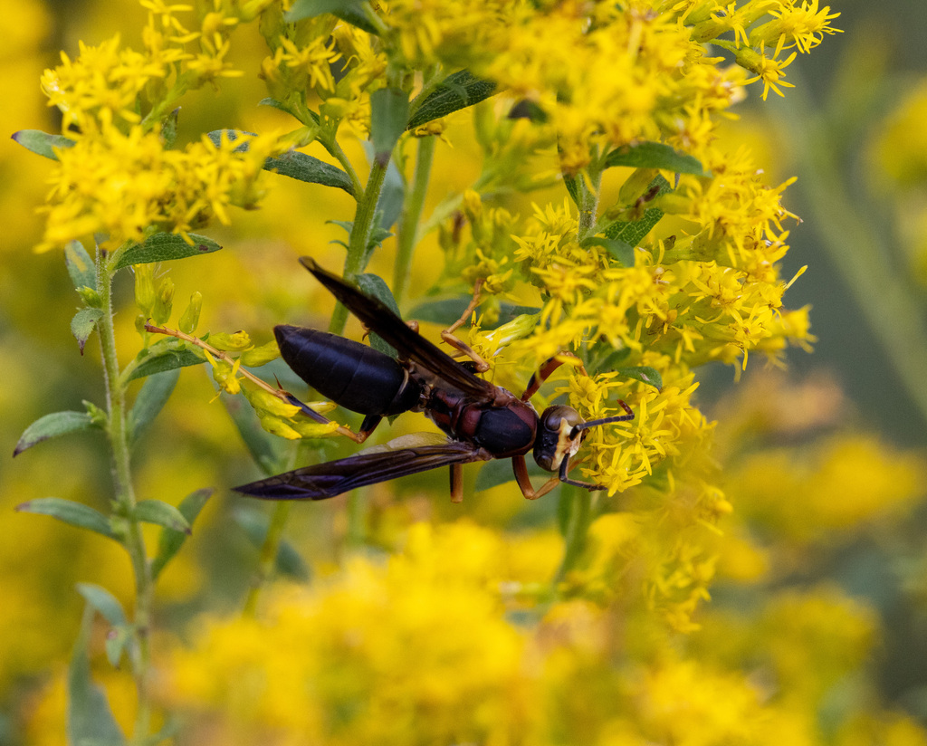 Metric Paper Wasp from Driveway Bladen County, NC, USA on October 01 ...