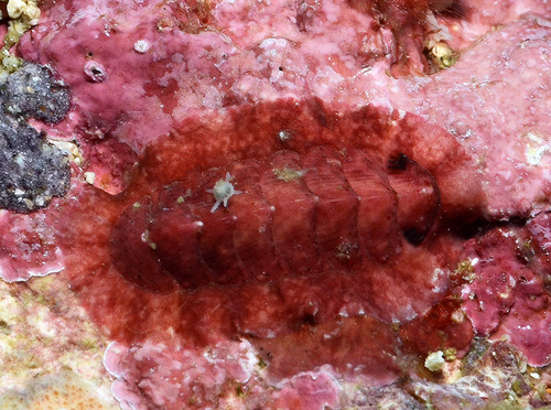 Lucilina variegata · iNaturalist