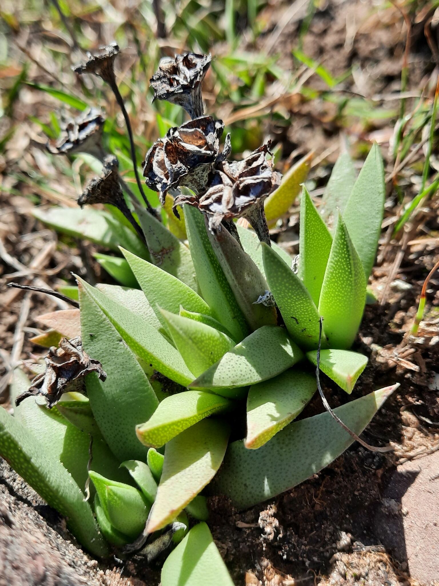 Bergeranthus Schwantes