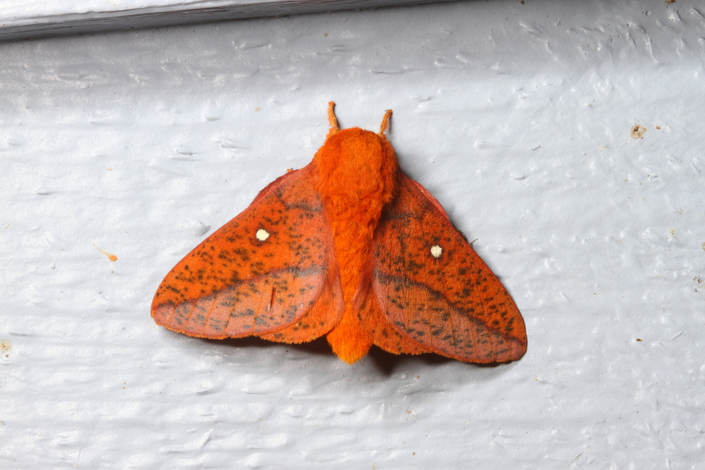 Spiny Oakworm Moth from Upper Swift Creek, Powhatan County, VA on July ...