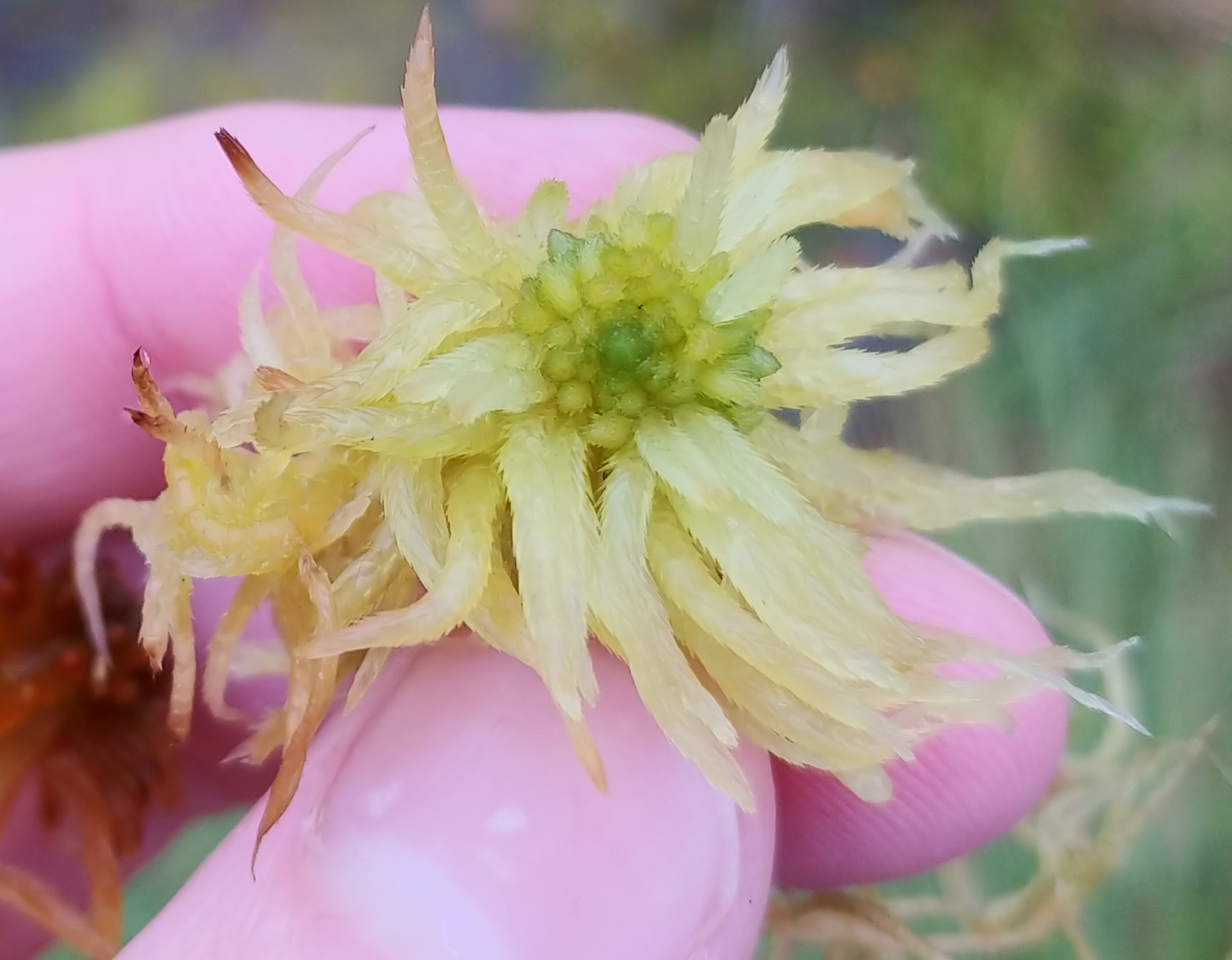 Sphagnum riparium Ångström, 1864