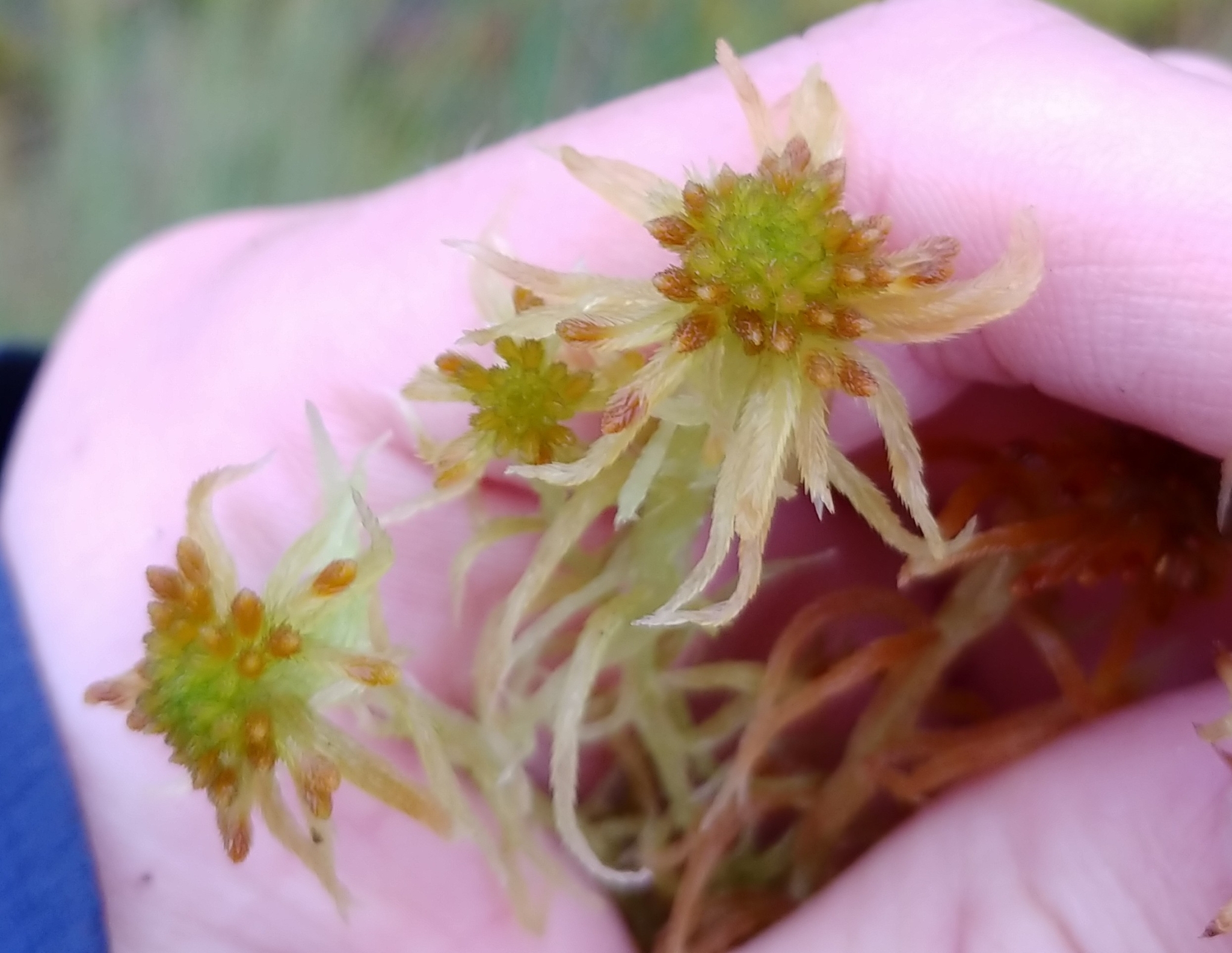 Sphagnum riparium Ångström, 1864
