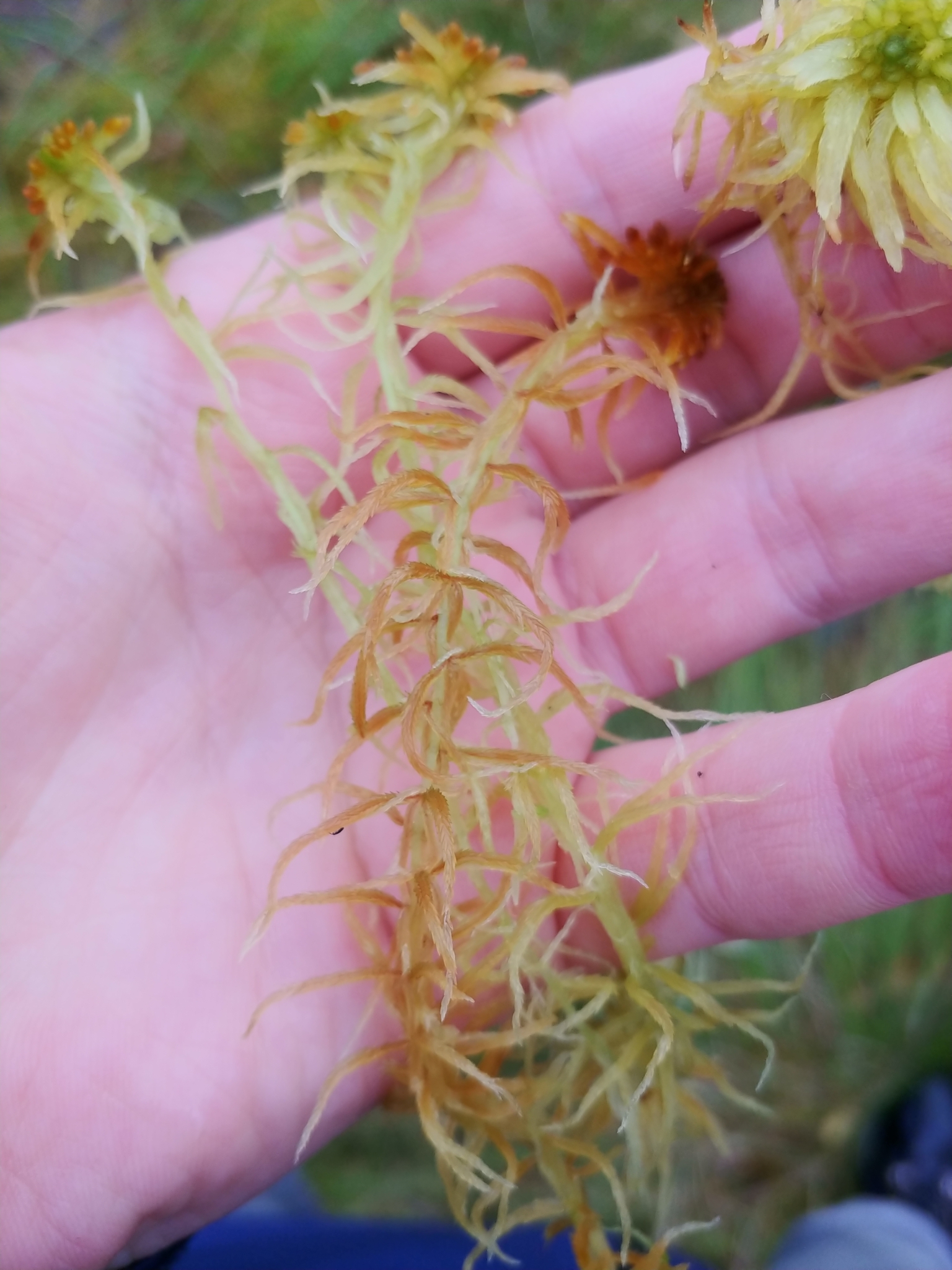 Sphagnum riparium Ångström, 1864