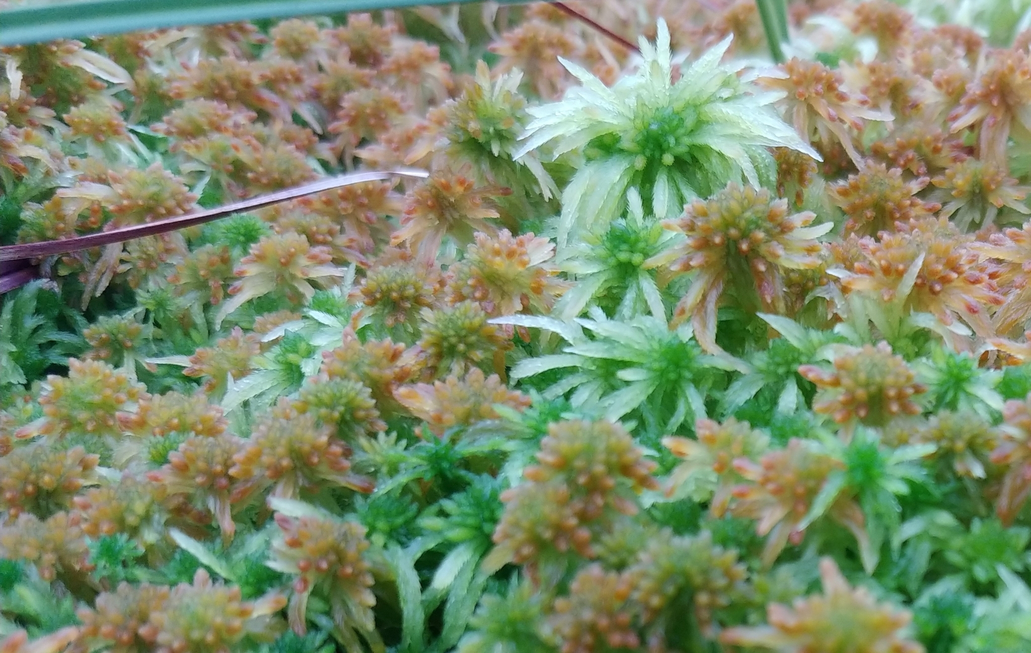 Sphagnum riparium Ångström, 1864