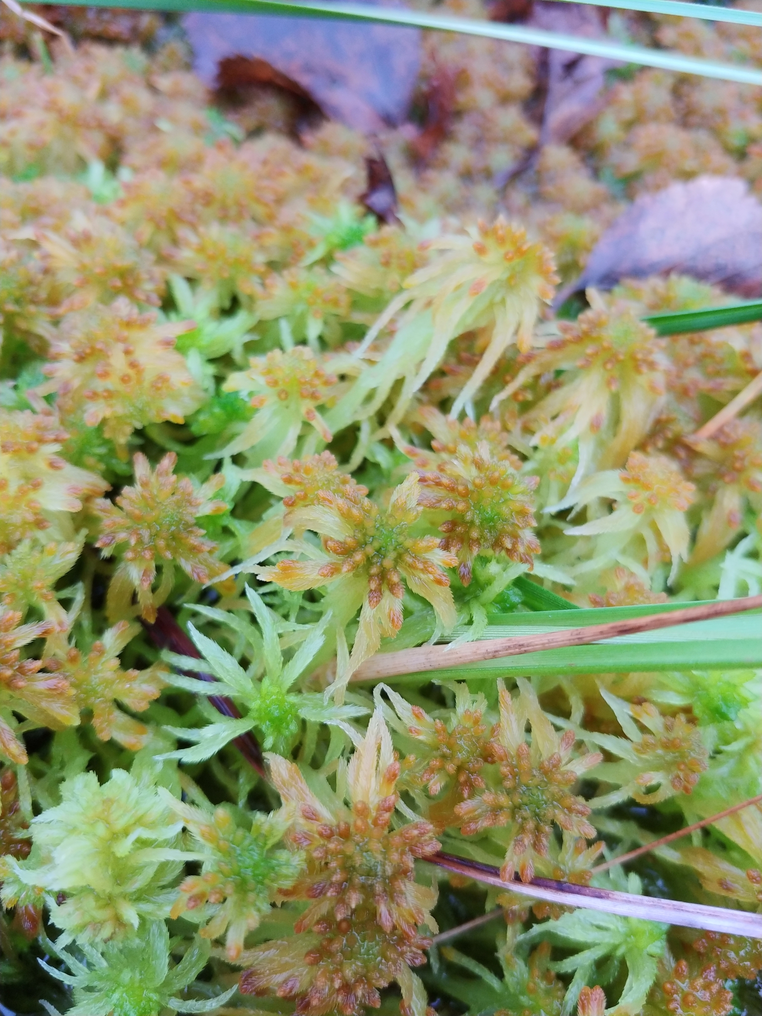 Sphagnum riparium Ångström, 1864