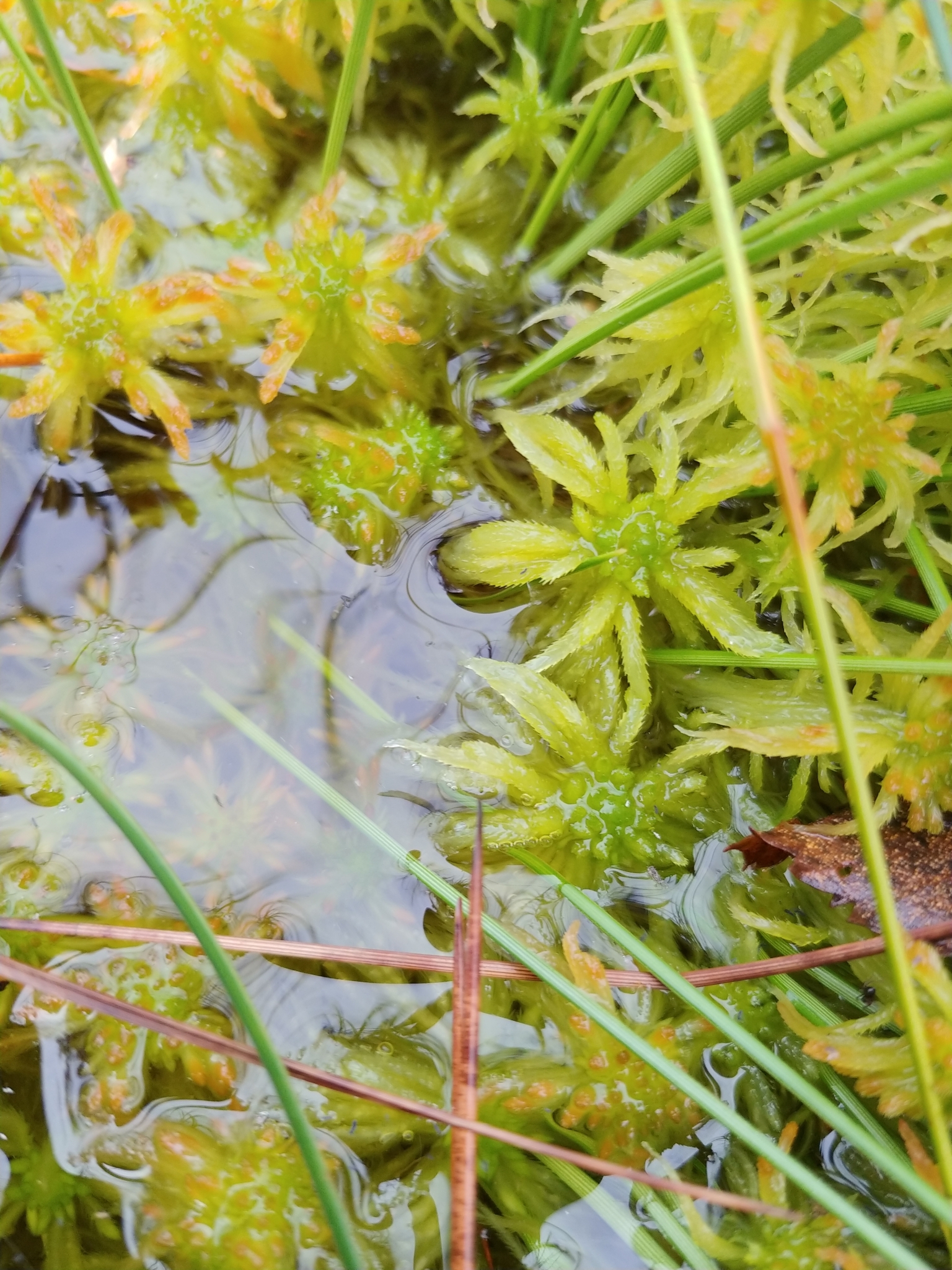 Sphagnum riparium Ångström, 1864