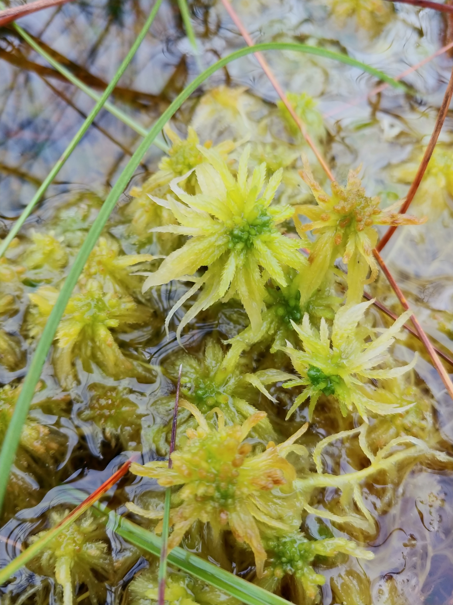 Sphagnum riparium Ångström, 1864