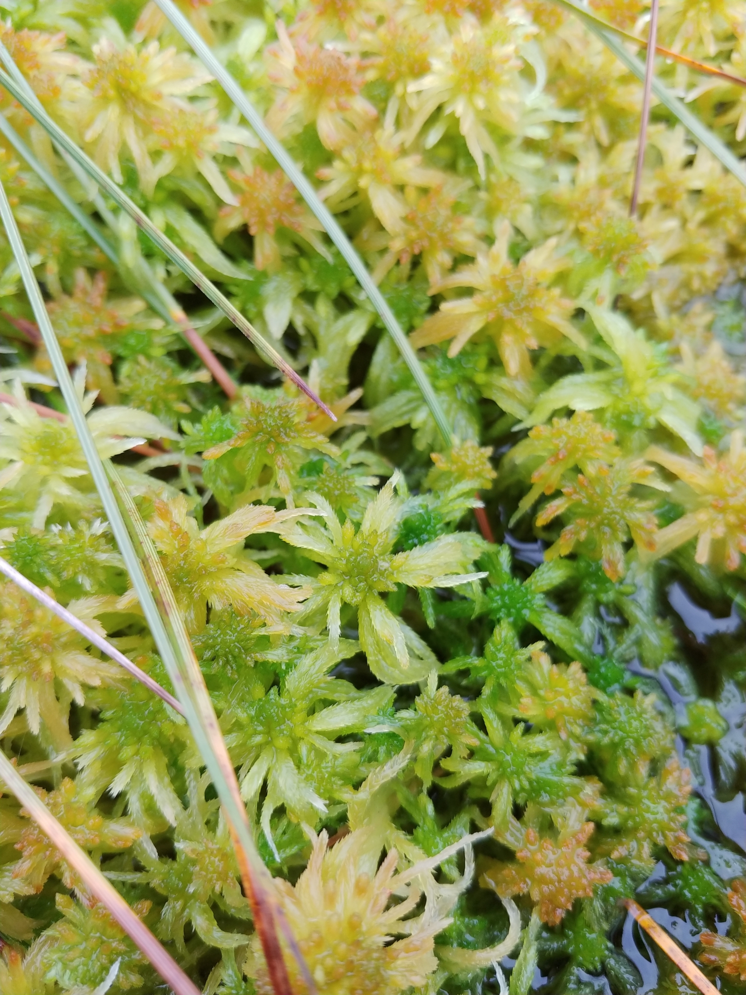 Sphagnum riparium Ångström, 1864