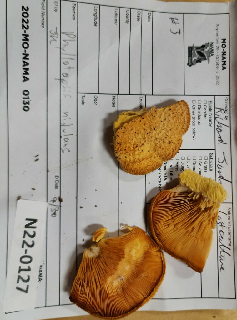 Stinking Orange Oyster from 12096 Park Dr #8121, New Offenburg, MO ...